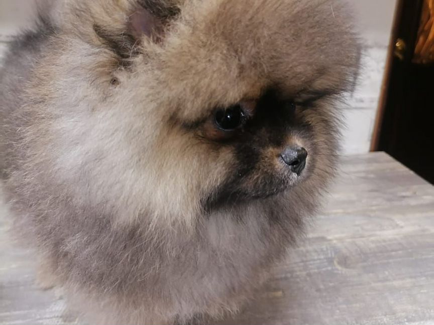 Щенки померанского шпица медвежьего типа