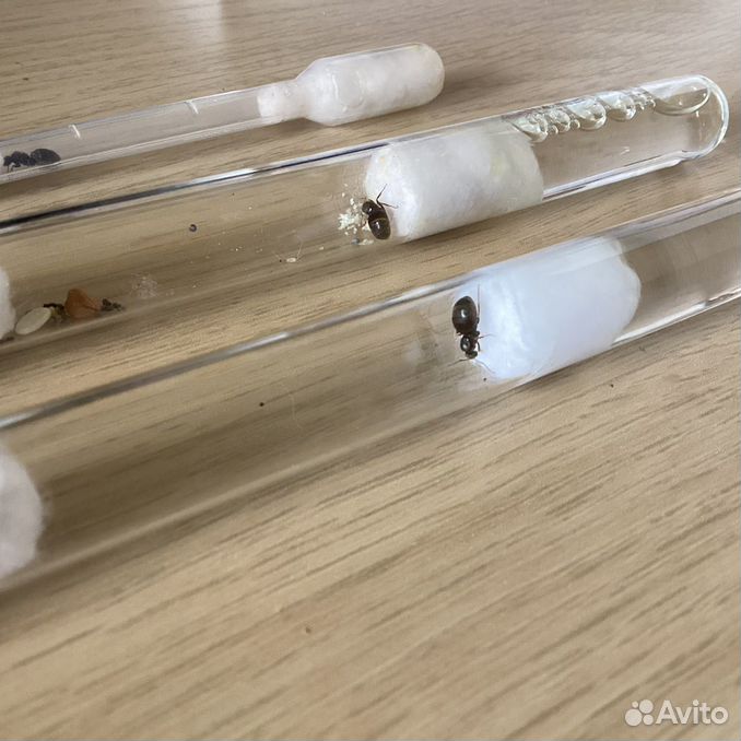 Матки муравьев