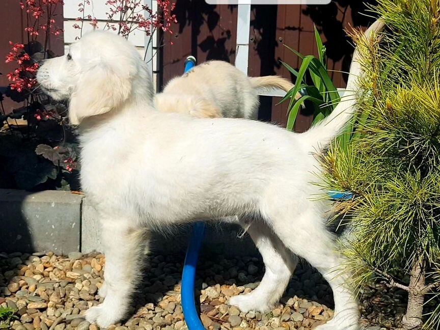 Мальчишки Золотистого ретривера с документами