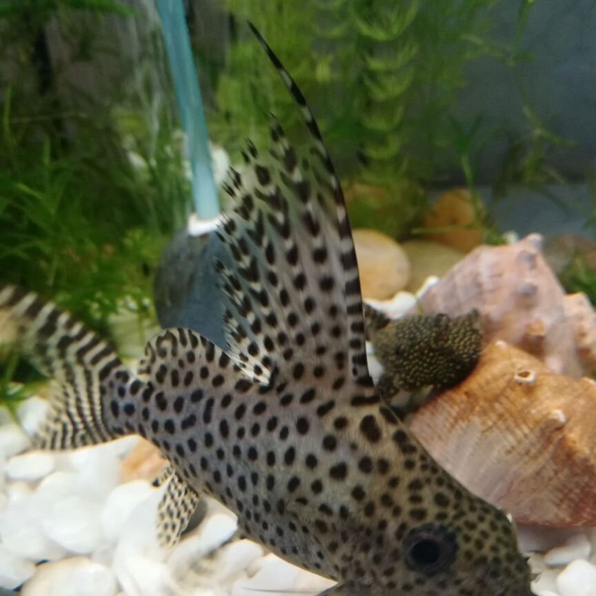 Аквариумные рыбки