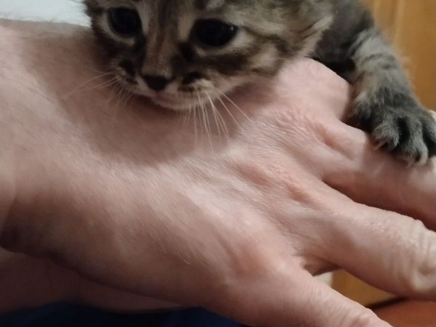 Малышка в любящую семью