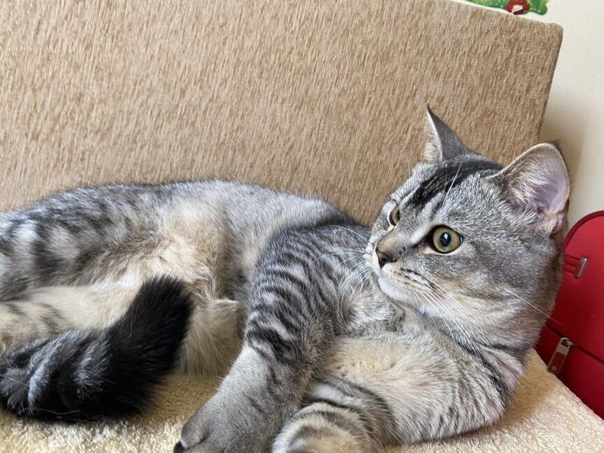 Шотландский прямоухий кот вязка