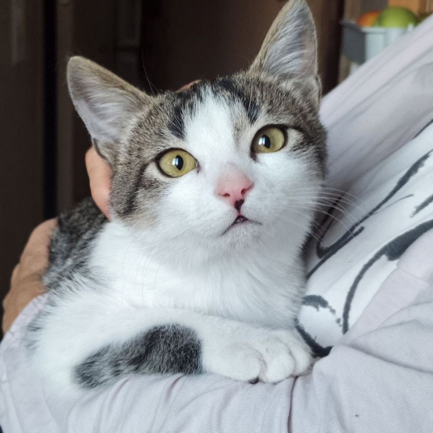 Котенок обнимашка