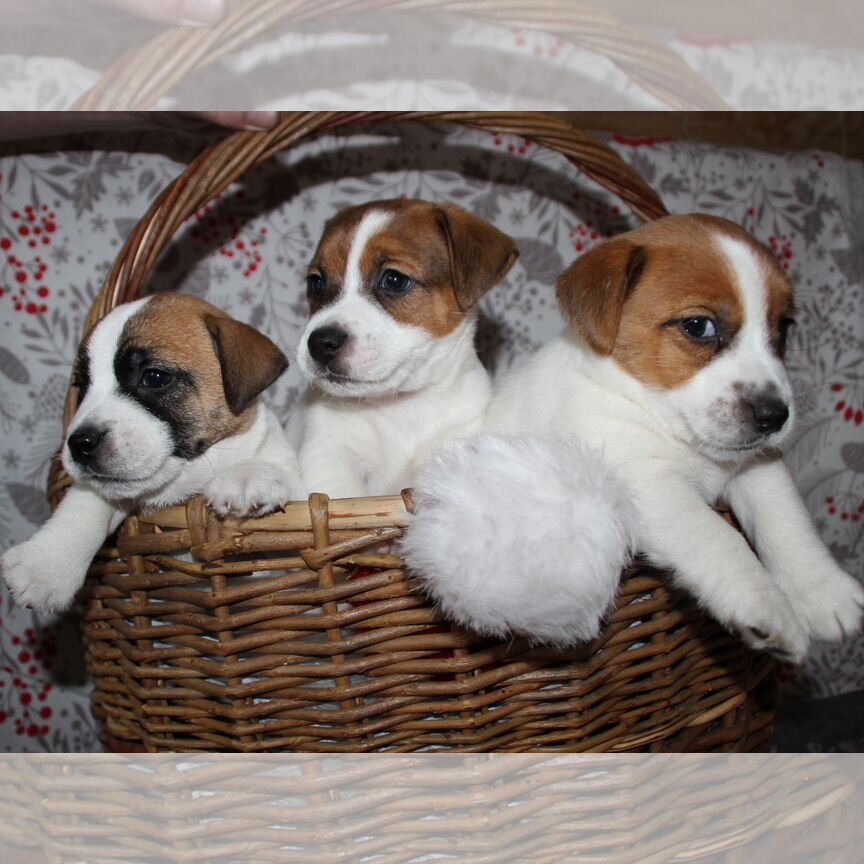 Джек-рассел-терьер, щенок