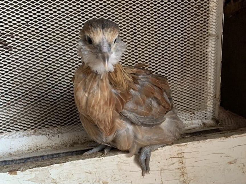 Подрощенные амераукана