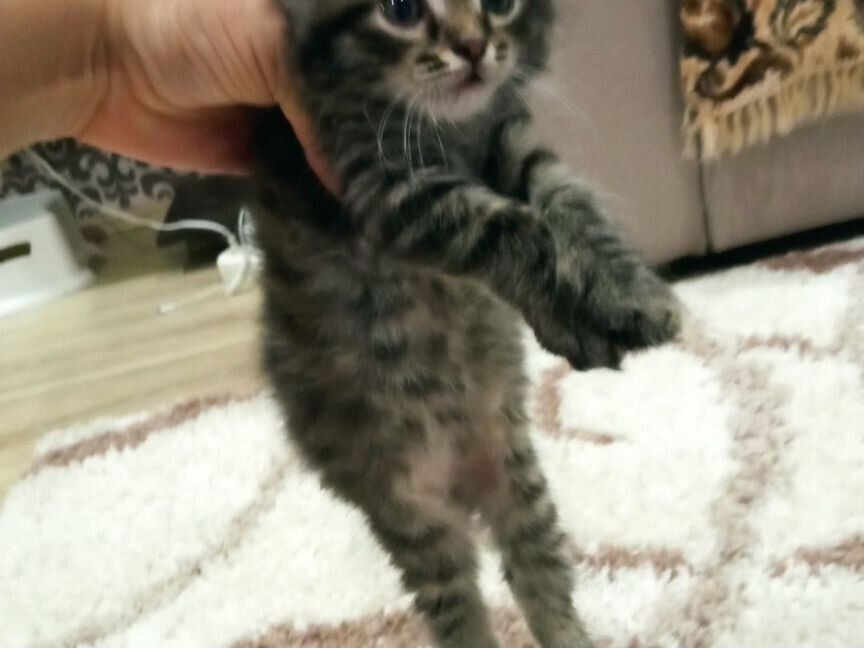 Помесные сибирские котята