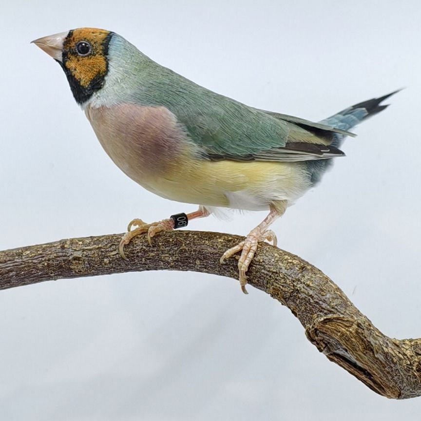 Амадины гульда