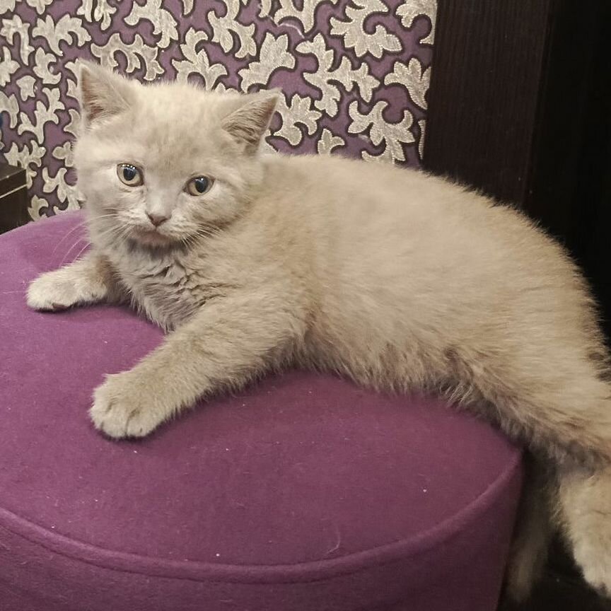 Британский короткошёрстный котёнок