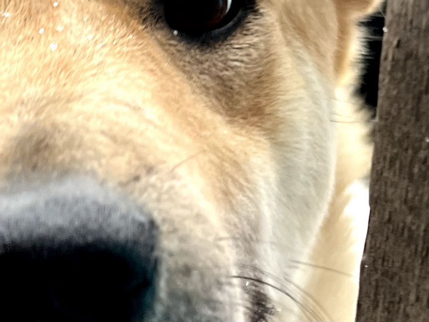 Метиска в добрые и ответственные руки