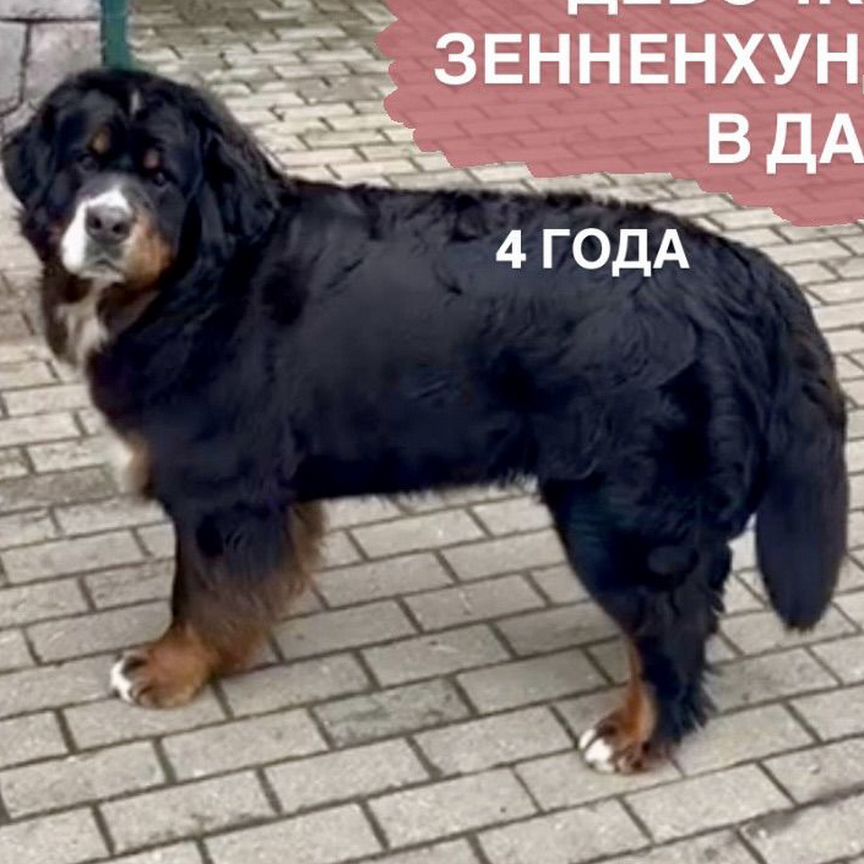 Взрослая собака в добрые руки