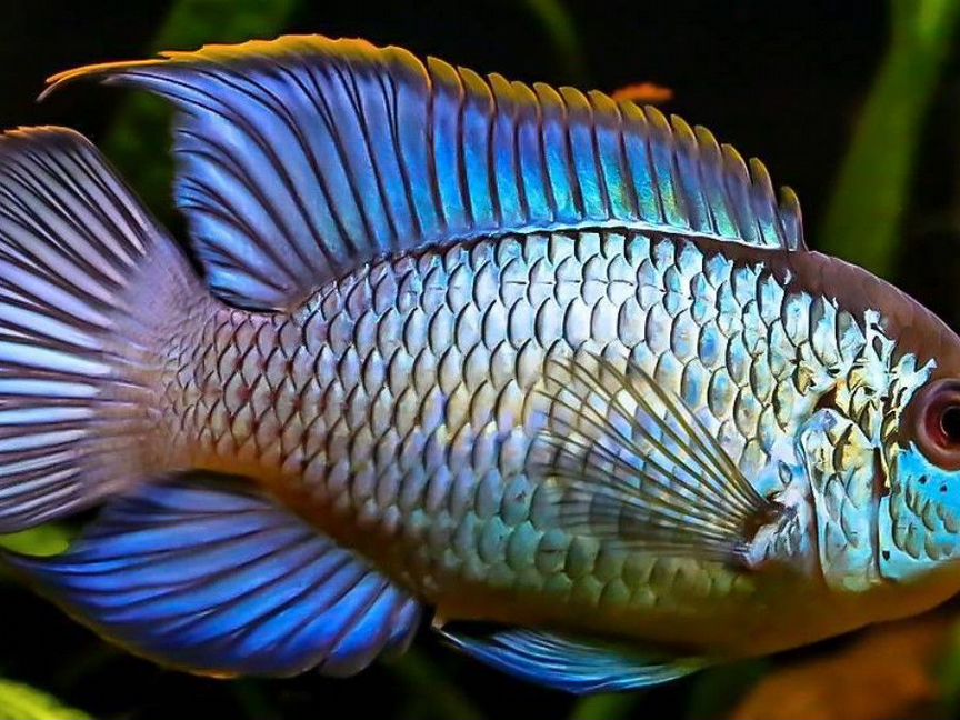 Цихлида Наннакара неон блю