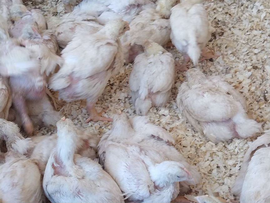 Бройлер подрощенный с доставкой