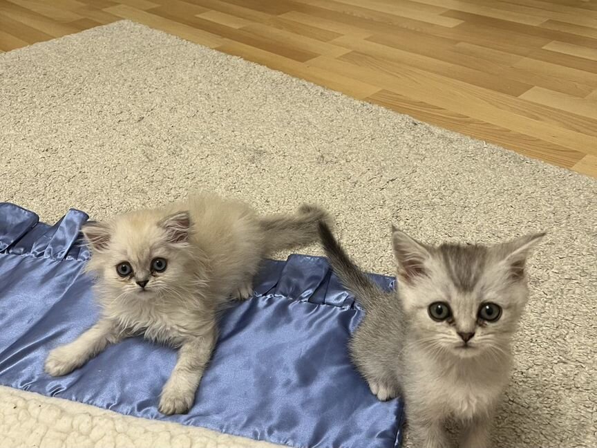 Шотландские котята