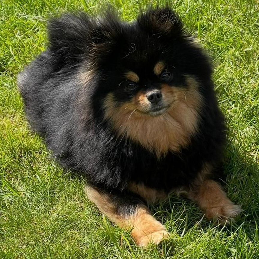 Померанский шпиц, взрослая собака