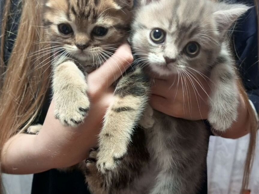 Шотландские котята