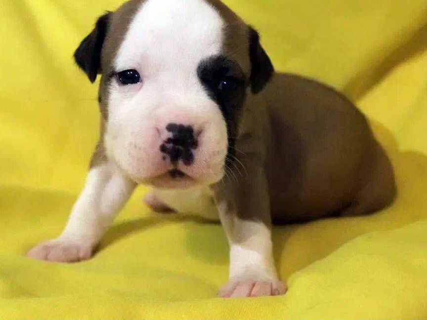 Щенок Американского Стаффордширского Терьера