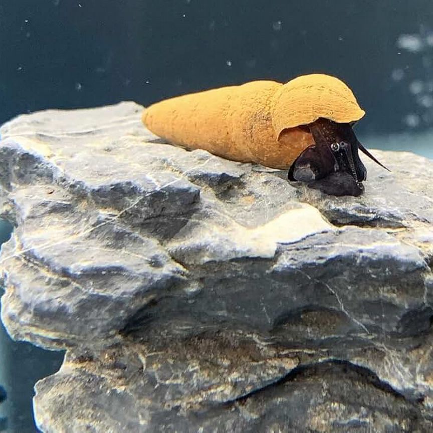 Улитка кролик тиломелания шоколадный посо