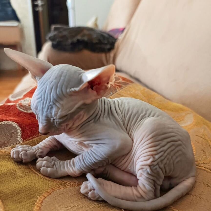 Котенок сфинкс