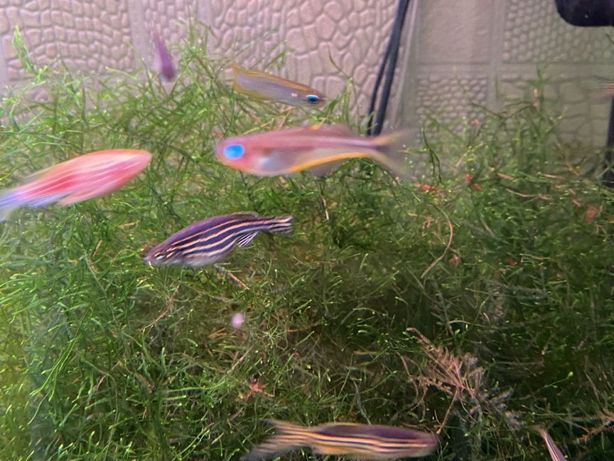 Яванский мох