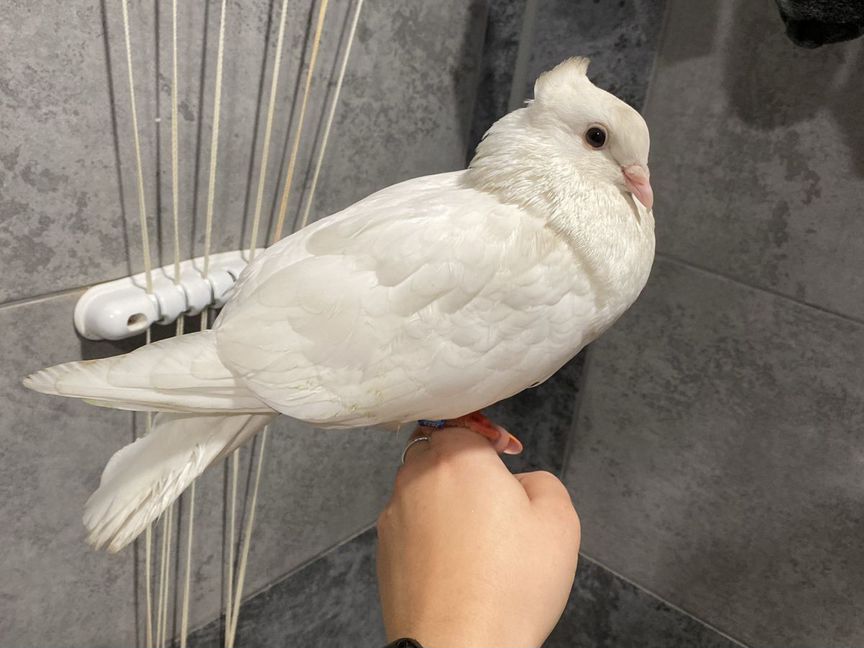 Голубь Бакинский бойный