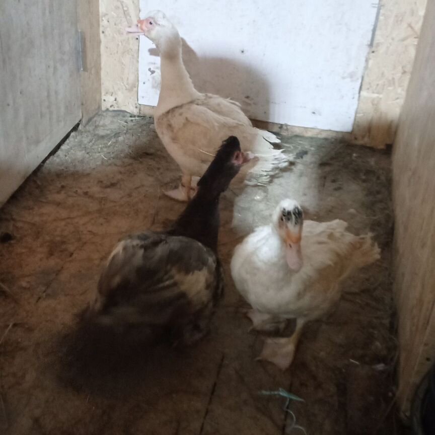 Селезни индоутки