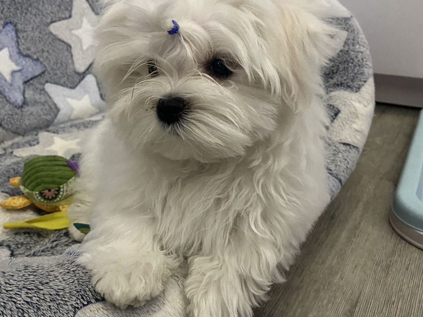 Красивые щенки мальтезе РКФ