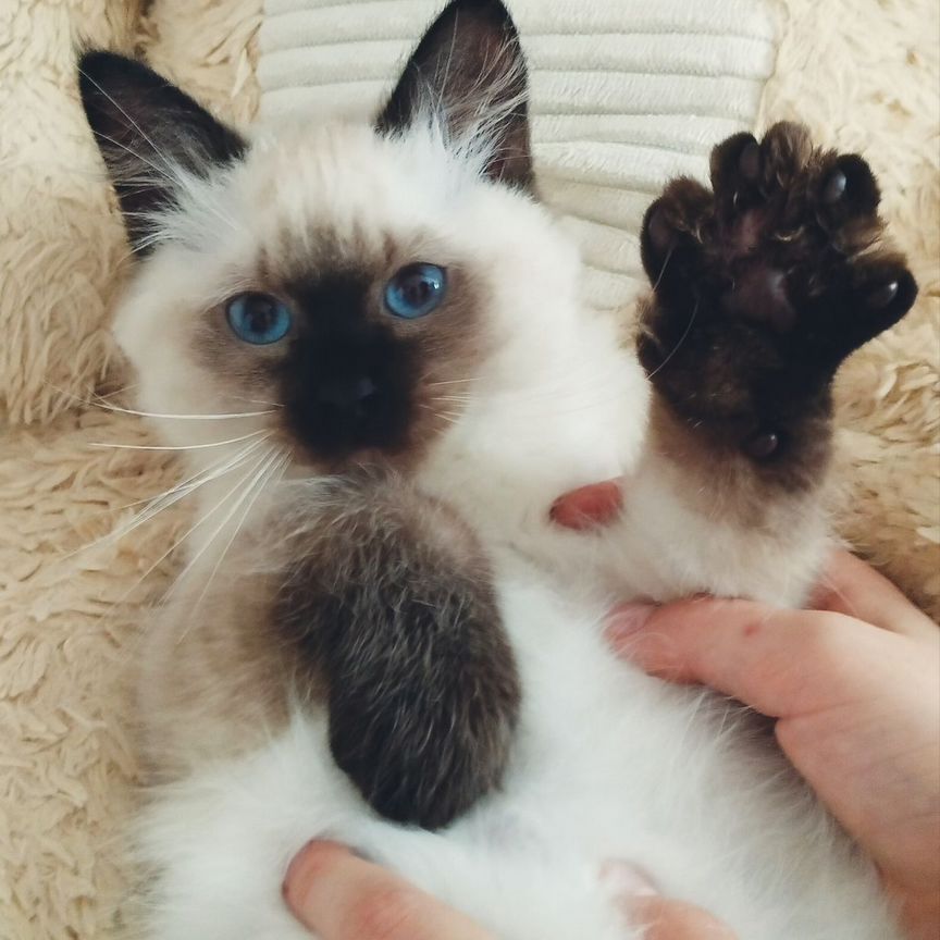 Невский маскарадный котёнок с документами