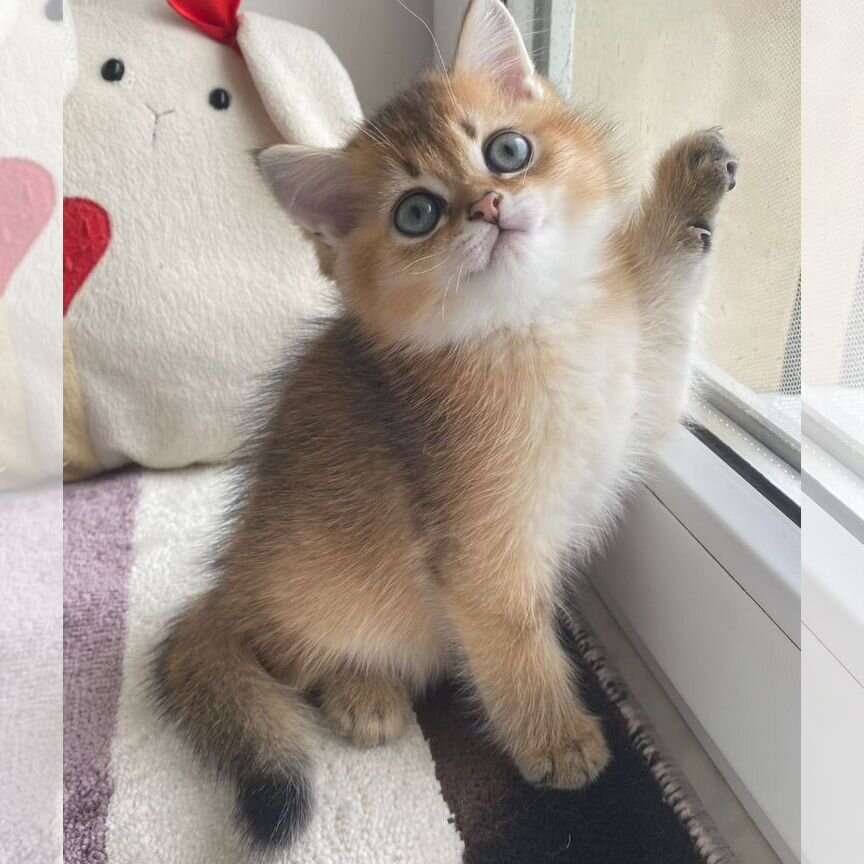 Британский котенок мальчик