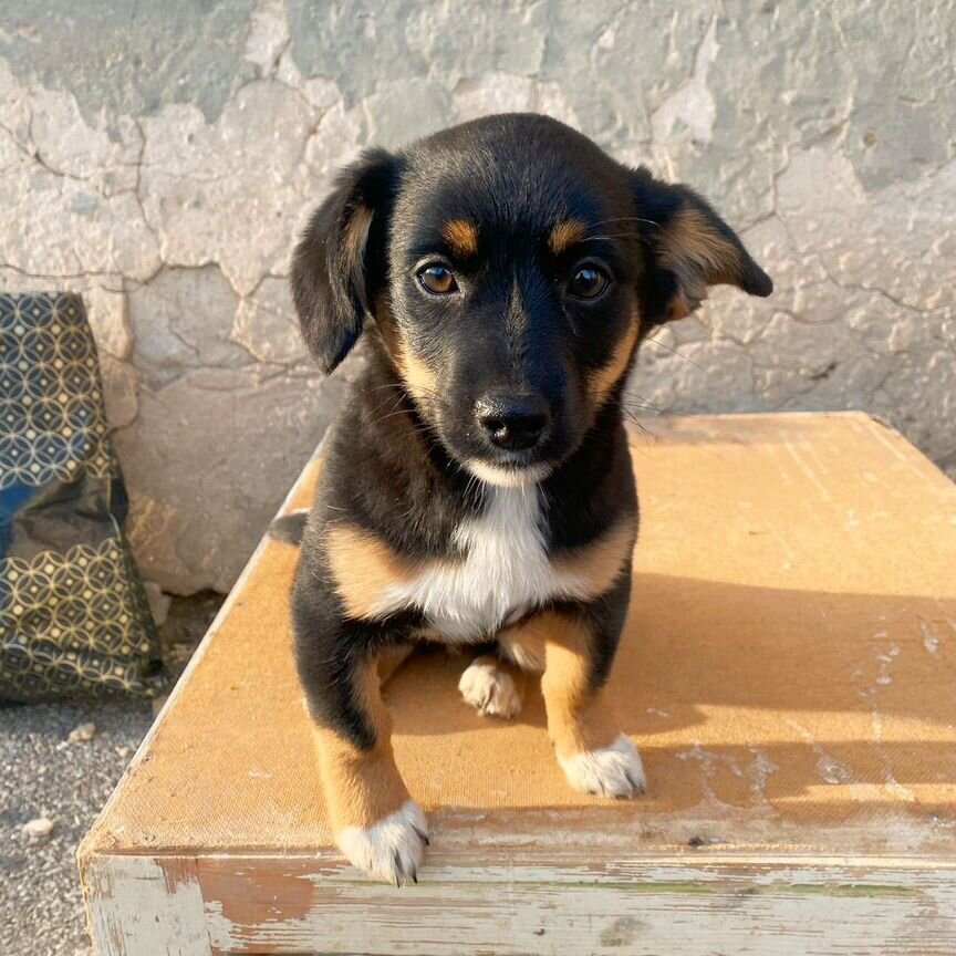 Щенок маленькая милота