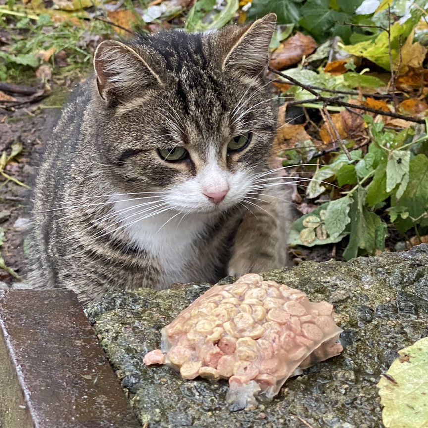 Коасивая кошка выбросили на улицу