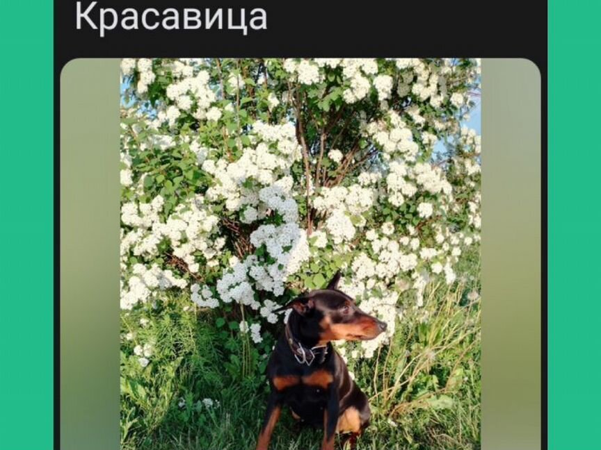 Щенки цвергпинчера