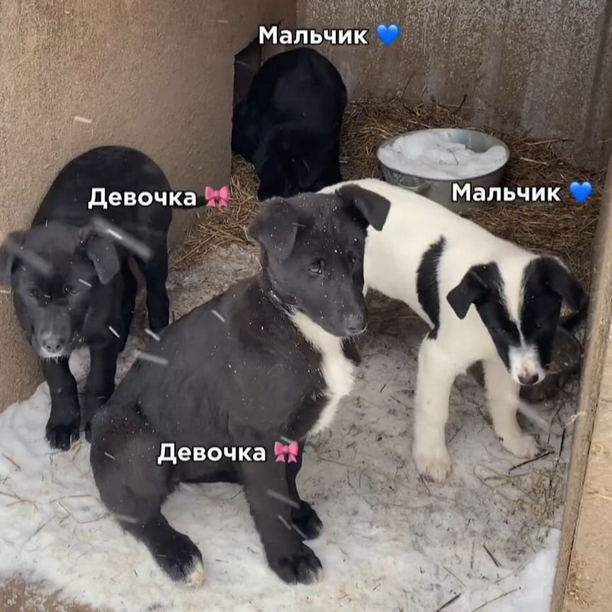 Щенок в добрые руки