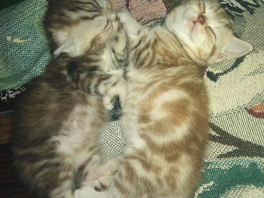 Шотландские вислоухие котята