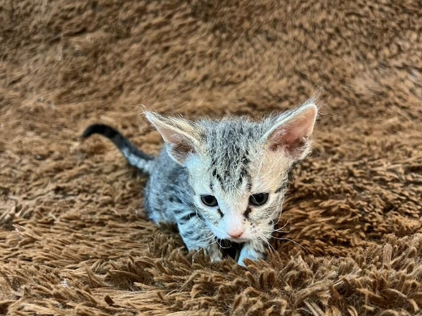 Кошка