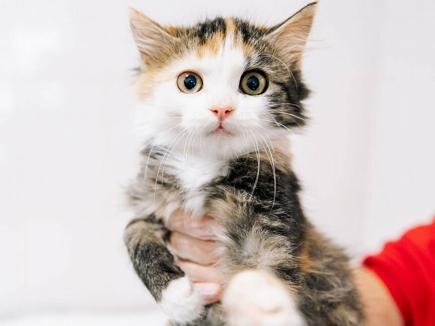 Котёнок ищет дом метис британец