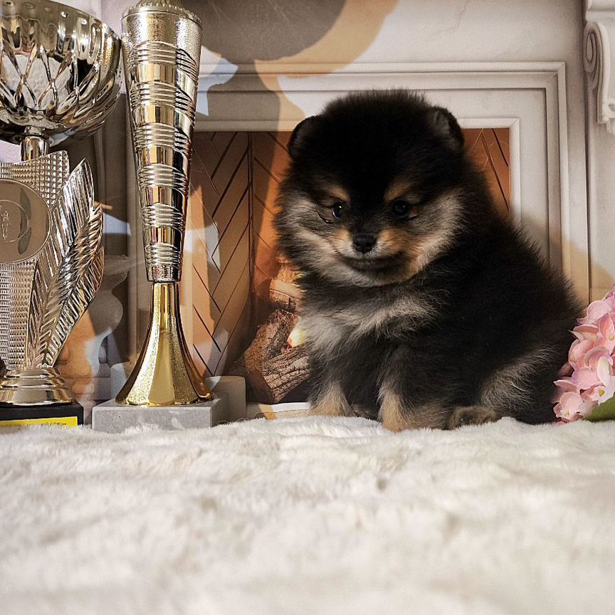 Померанский шпиц, щенок