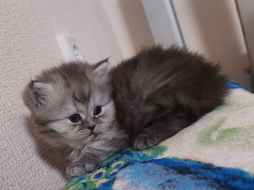 Кошки