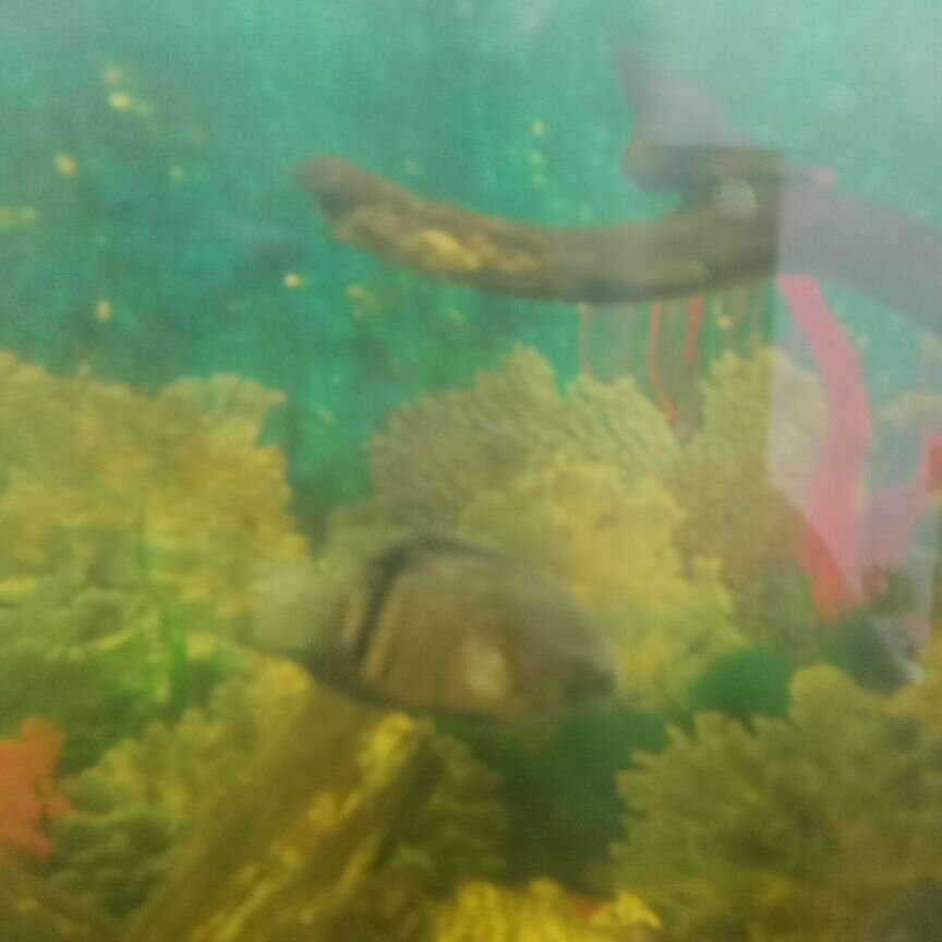 Северум сантарем - Боция клоун