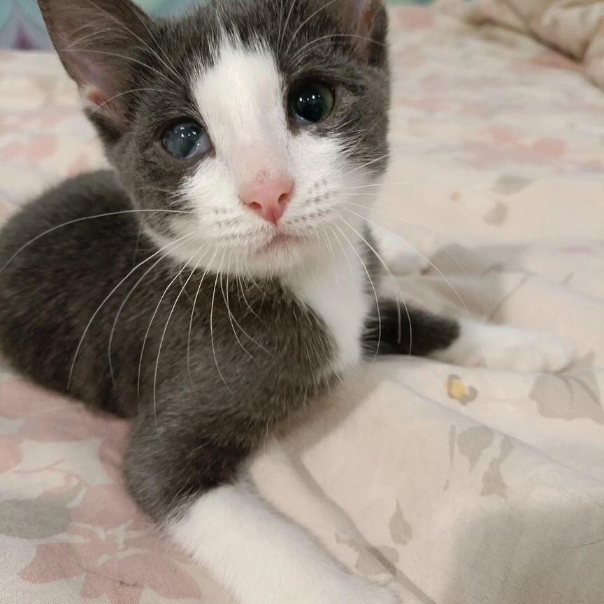 Котенок в добрые руки