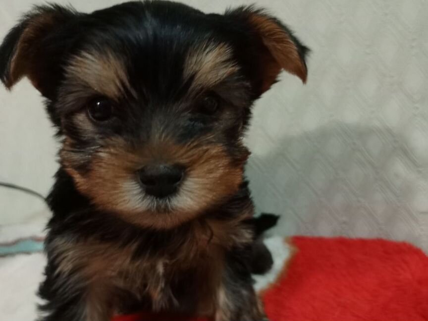 Йоркширский терьер