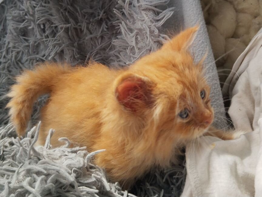 Рыжий котенок мальчик
