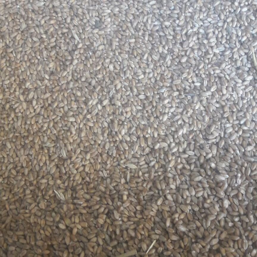 Зерно пшеница