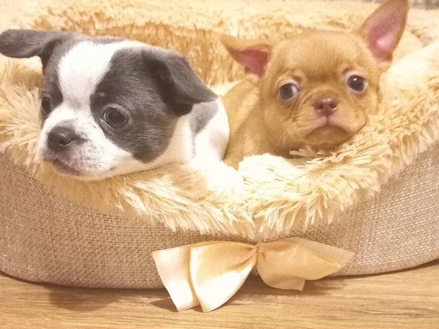 Собаки чихуахуа щенок