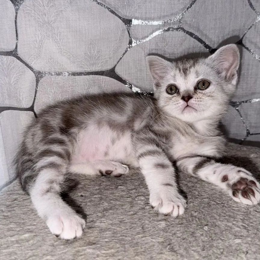 Шотландский прямоухий короткошёрстный котёнок