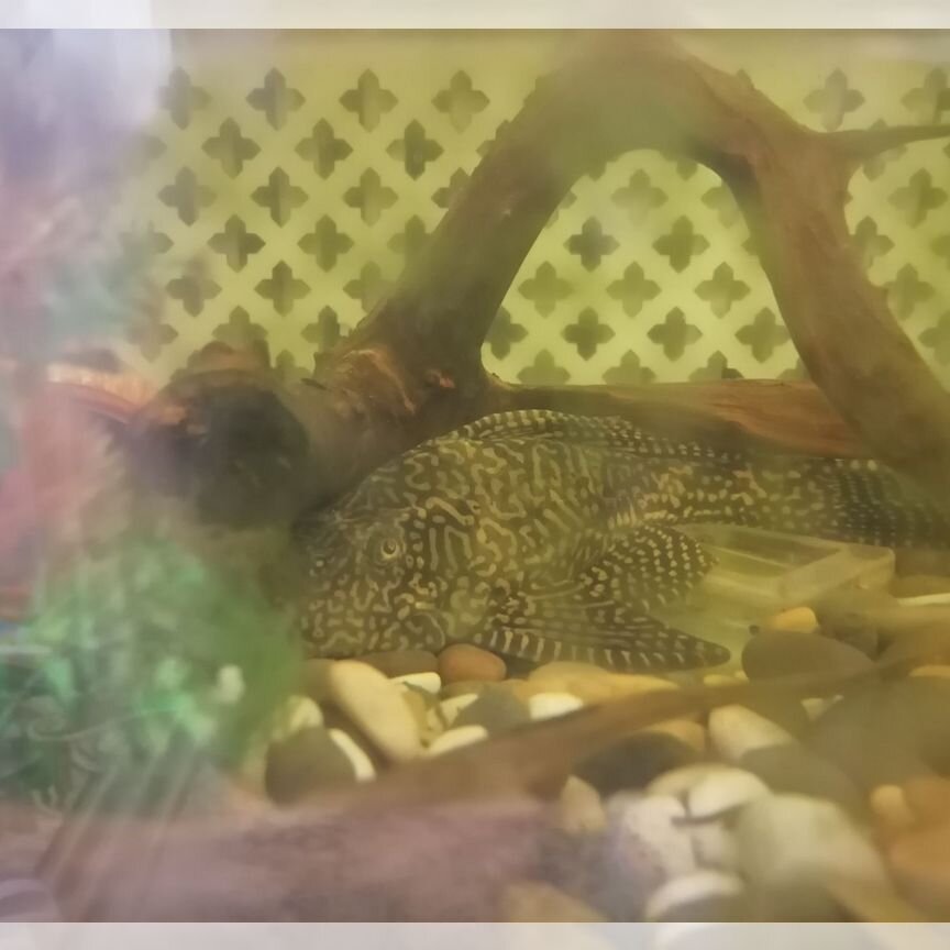 Аквариум с фильтром