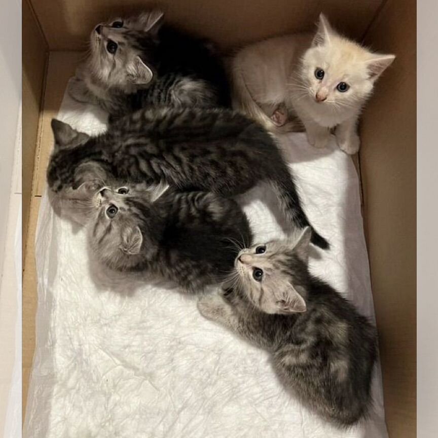 Котята с безлимитным урчанием