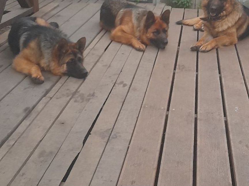 Щенки немецкой овчарки