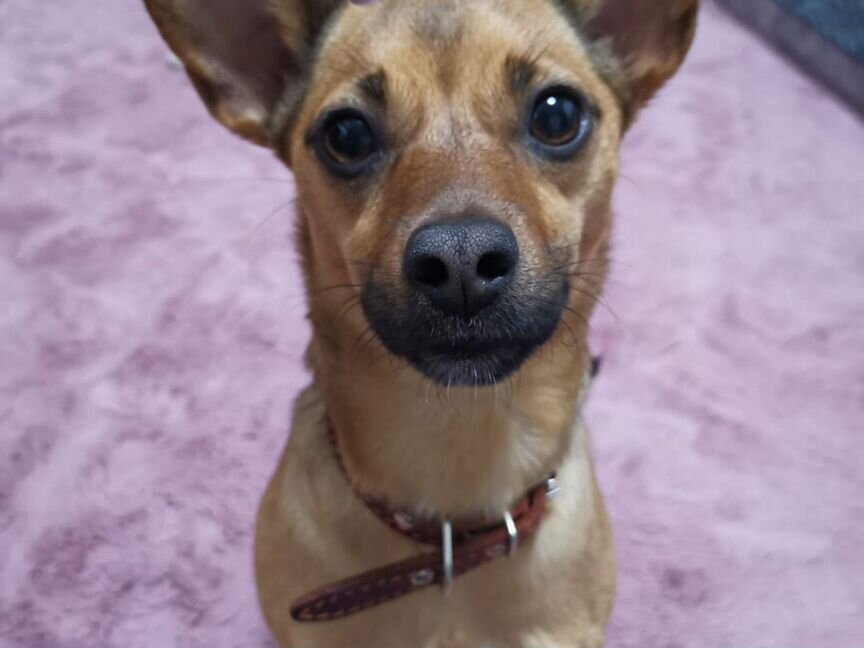 Собаки маленьких пород