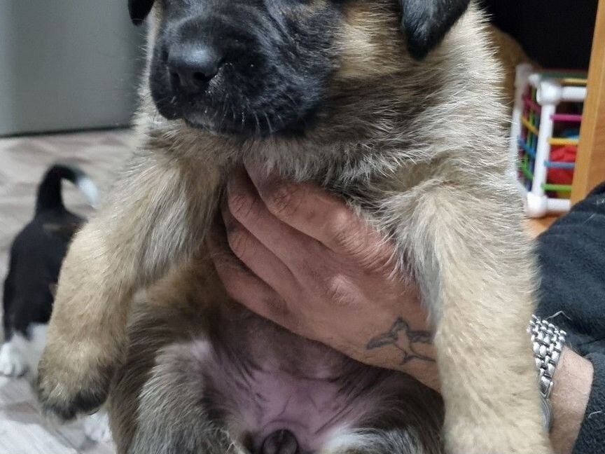 Щенок московской сторожевой в добрые руки