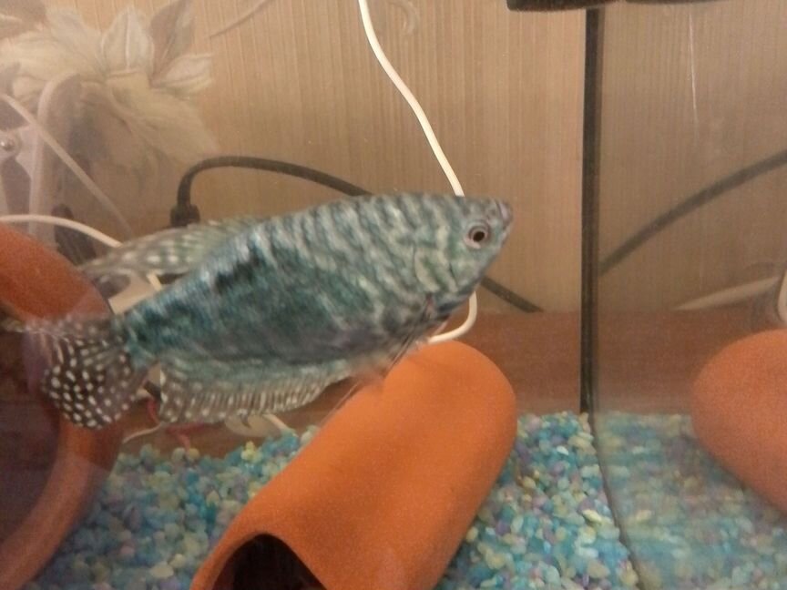 Рыбки гурами